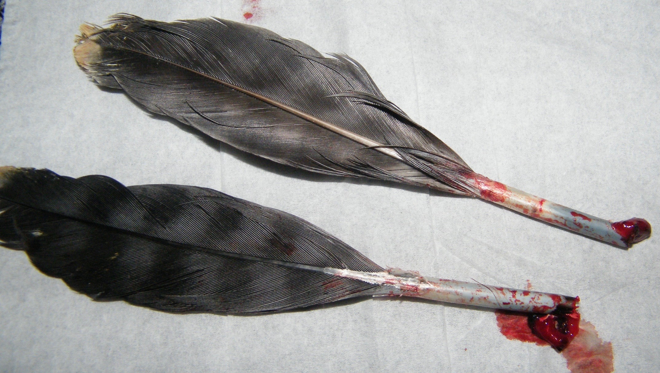 Dealing With Broken Blood Feathers In Chickens – Bitchin' Chickens