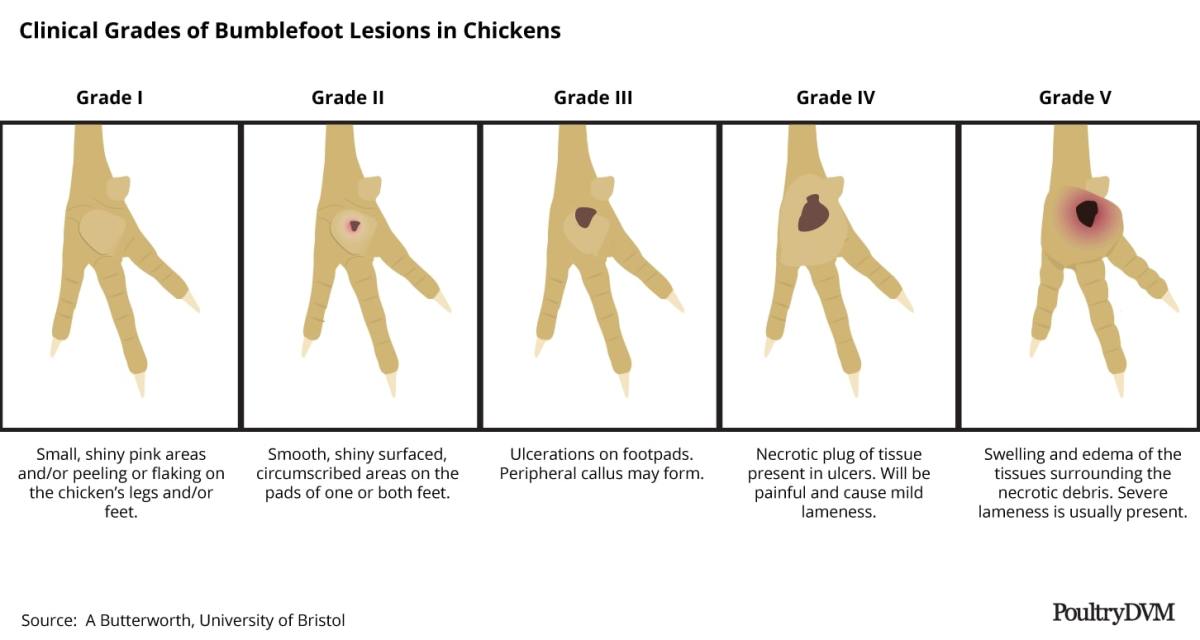 A-Z Leg & Foot Issues In Chickens – Bitchin' Chickens