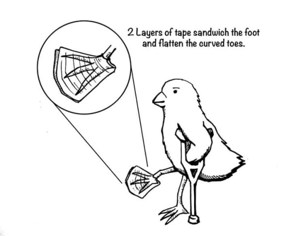 A-Z Leg & Foot Issues In Chickens – Bitchin' Chickens