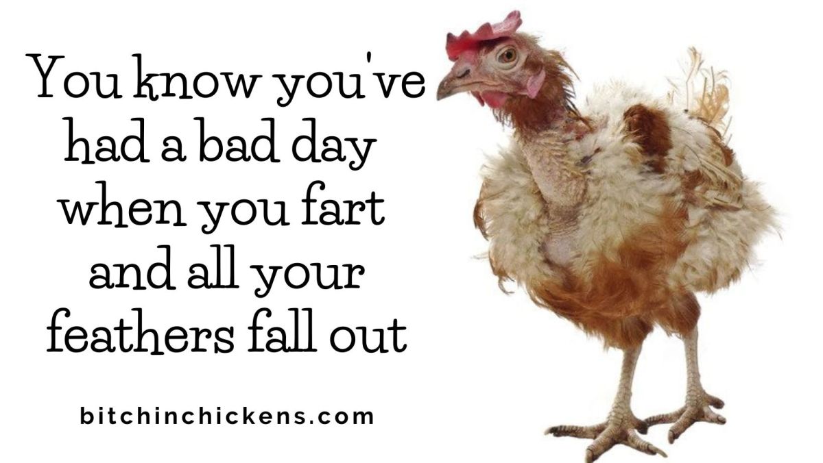Bitchin’ Chickens Memes: 26 – Bitchin' Chickens