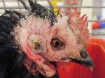 Favus (Ringworm) In Chickens – Bitchin' Chickens