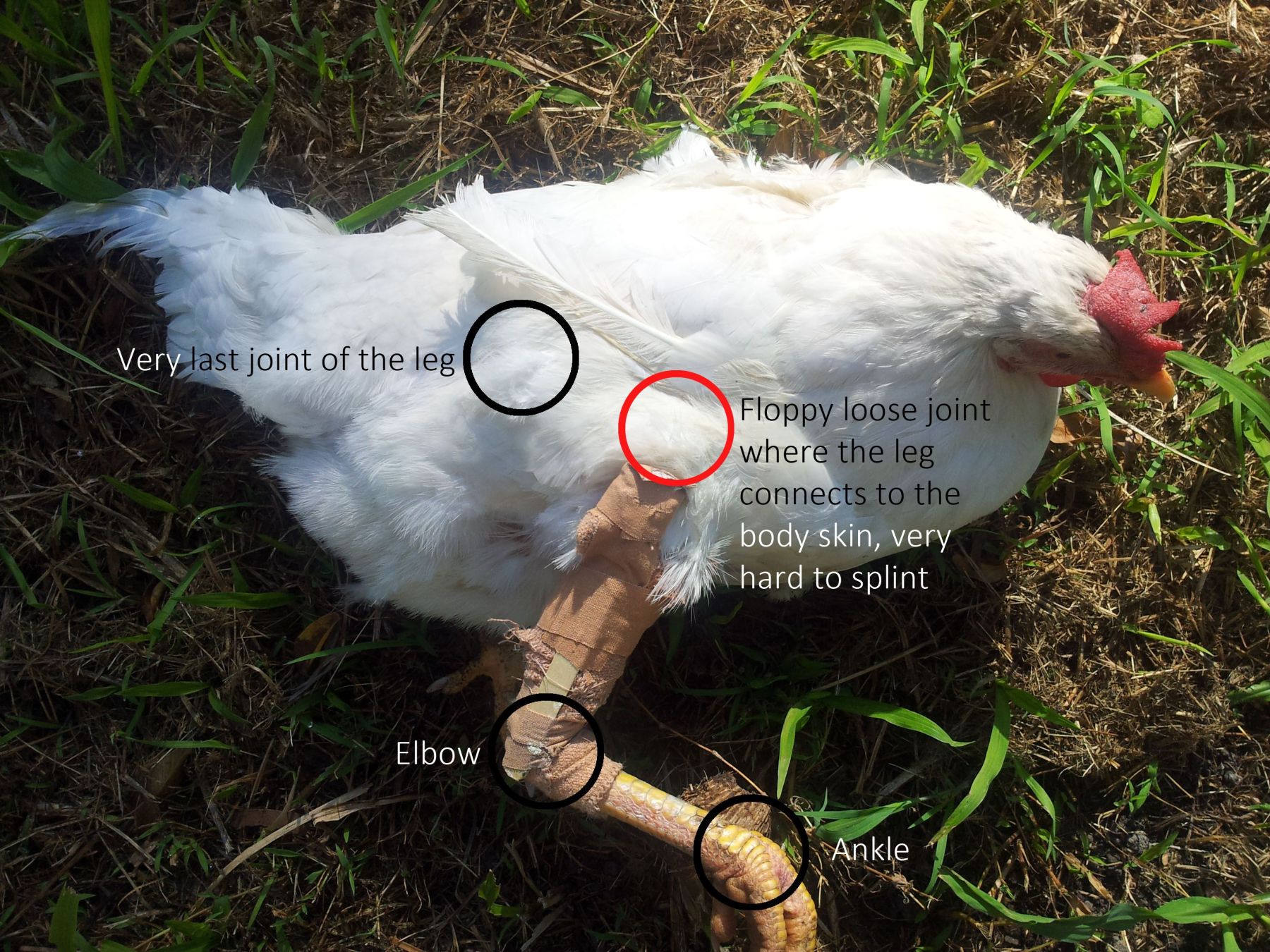 A-Z Leg & Foot Issues In Chickens – Bitchin' Chickens