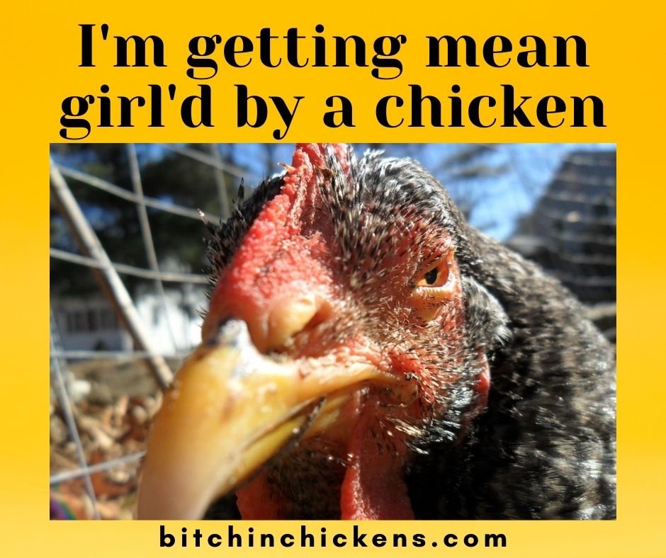 Bitchin’ Chickens Memes: 26 – Bitchin' Chickens