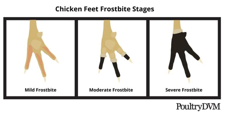 A-Z Leg & Foot Issues In Chickens – Bitchin' Chickens
