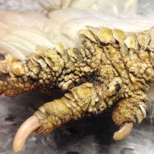 A-Z Leg & Foot Issues In Chickens – Bitchin' Chickens