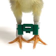 A-Z Leg & Foot Issues In Chickens – Bitchin' Chickens