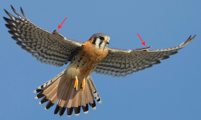 Alula Thumbs & Wing Claws In Chickens – Bitchin' Chickens