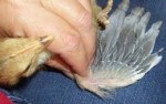 Alula Thumbs & Wing Claws In Chickens – Bitchin' Chickens