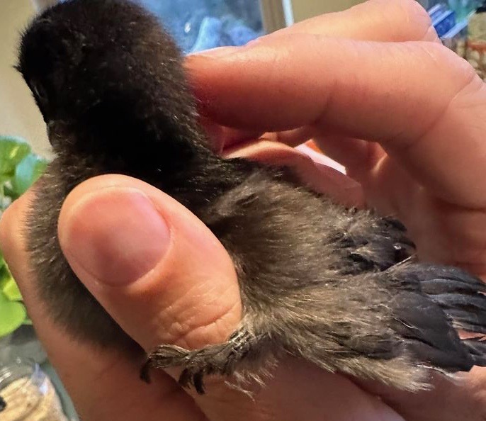 Alula Thumbs & Wing Claws In Chickens – Bitchin' Chickens