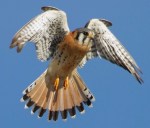 Alula Thumbs & Wing Claws In Chickens – Bitchin' Chickens