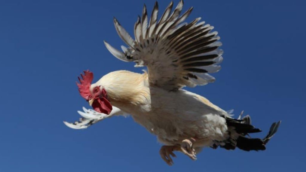 Alula Thumbs & Wing Claws In Chickens – Bitchin' Chickens
