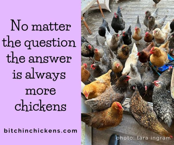 Bitchin’ Chickens Memes: 28 Chicken Math – Bitchin' Chickens