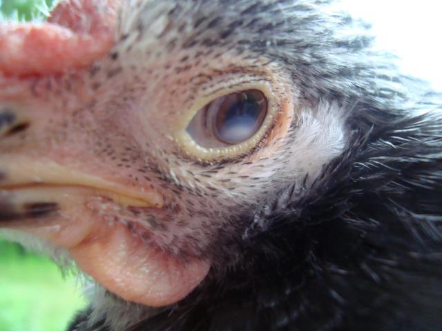 Assessing Eye Issues In Chickens – Bitchin' Chickens