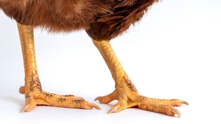 A-Z Leg & Foot Issues In Chickens – Bitchin' Chickens