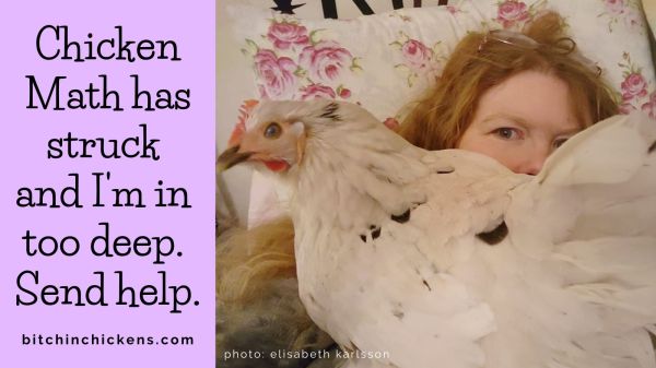 Bitchin’ Chickens Memes: 28 Chicken Math – Bitchin' Chickens