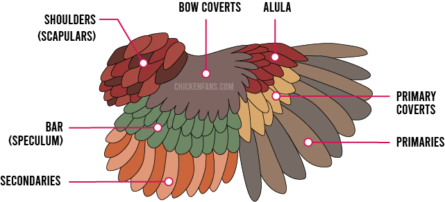 Alula Thumbs & Wing Claws In Chickens – Bitchin' Chickens