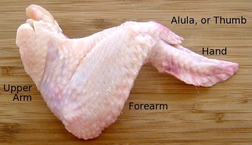 Alula Thumbs & Wing Claws In Chickens – Bitchin' Chickens