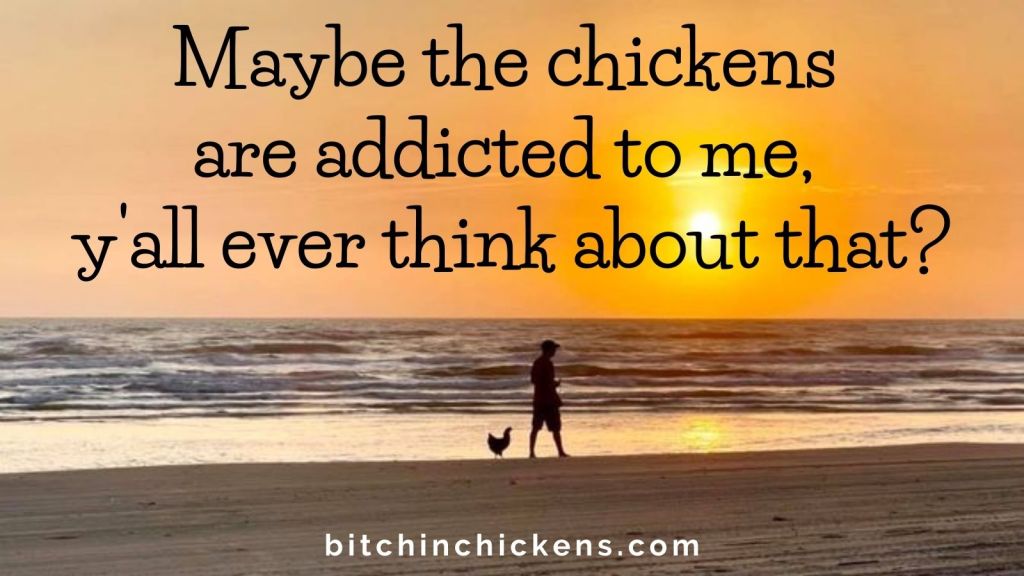Bitchin’ Chickens Memes: 28 Chicken Math – Bitchin' Chickens