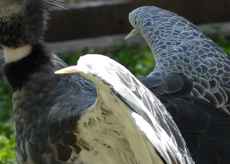 Alula Thumbs & Wing Claws In Chickens – Bitchin' Chickens