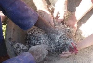 Dealing With Sticktight Fleas In Chickens – Bitchin' Chickens