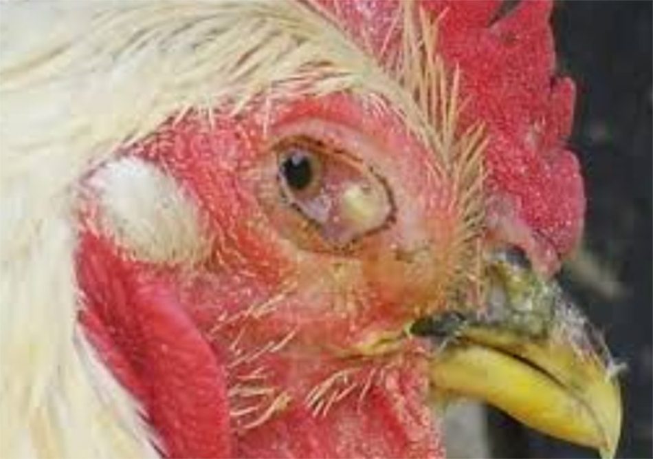 Assessing Eye Issues In Chickens – Bitchin' Chickens