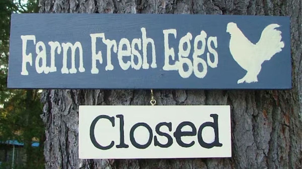 The Funny Farm: I’m A Failed Chicken Keeper – Bitchin' Chickens