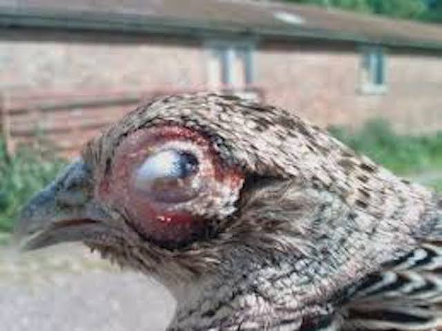 Assessing Eye Issues In Chickens – Bitchin' Chickens
