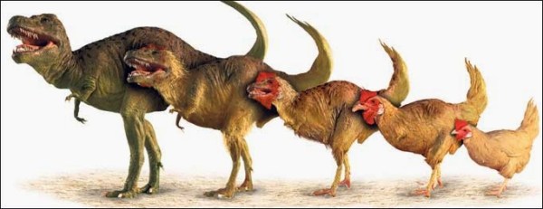 Alula Thumbs & Wing Claws In Chickens – Bitchin' Chickens
