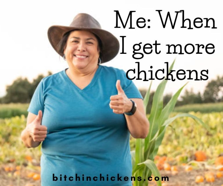 Bitchin’ Chicken Memes: 27 The BIPOC Edition – Bitchin' Chickens