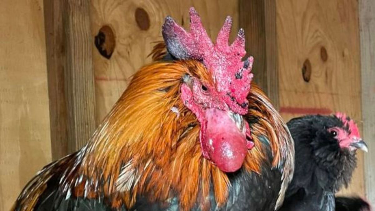 Case Study: Mucocele (Damaged Salivary Gland) In Chickens – Bitchin ...