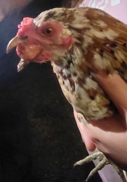 Case Study: Mucocele (Damaged Salivary Gland) In Chickens – Bitchin ...