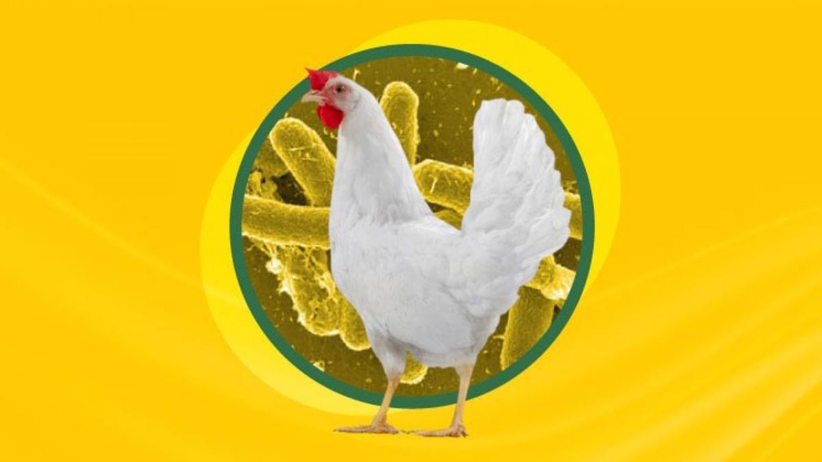 Disinfecting For Chicken Pathogens – Bitchin' Chickens