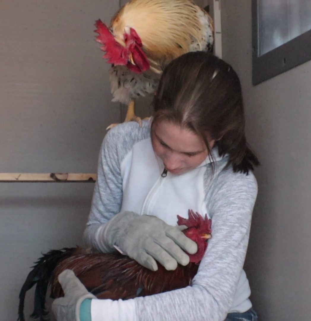 Culture Clash: Questioning The Consensus On Chicken Care – Bitchin ...