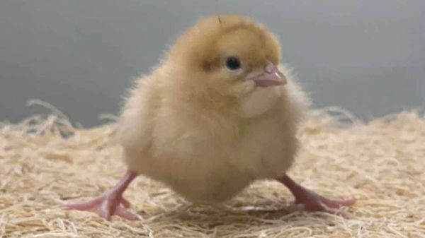 A-Z Leg & Foot Issues In Chickens – Bitchin' Chickens