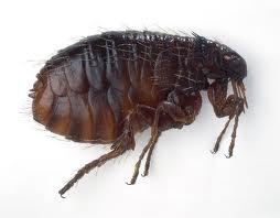 Dealing With Sticktight Fleas In Chickens – Bitchin' Chickens