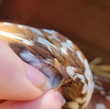 Alula Thumbs & Wing Claws In Chickens – Bitchin' Chickens