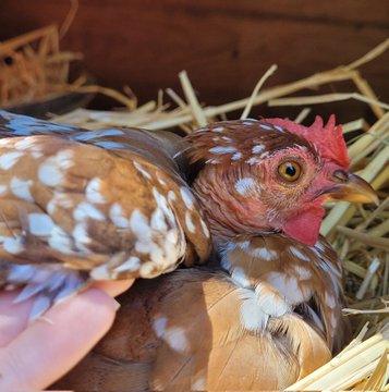 Alula Thumbs & Wing Claws In Chickens – Bitchin' Chickens