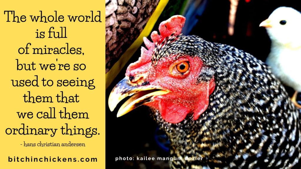 Bitchin’ Chickens Memes: 29 – Bitchin' Chickens