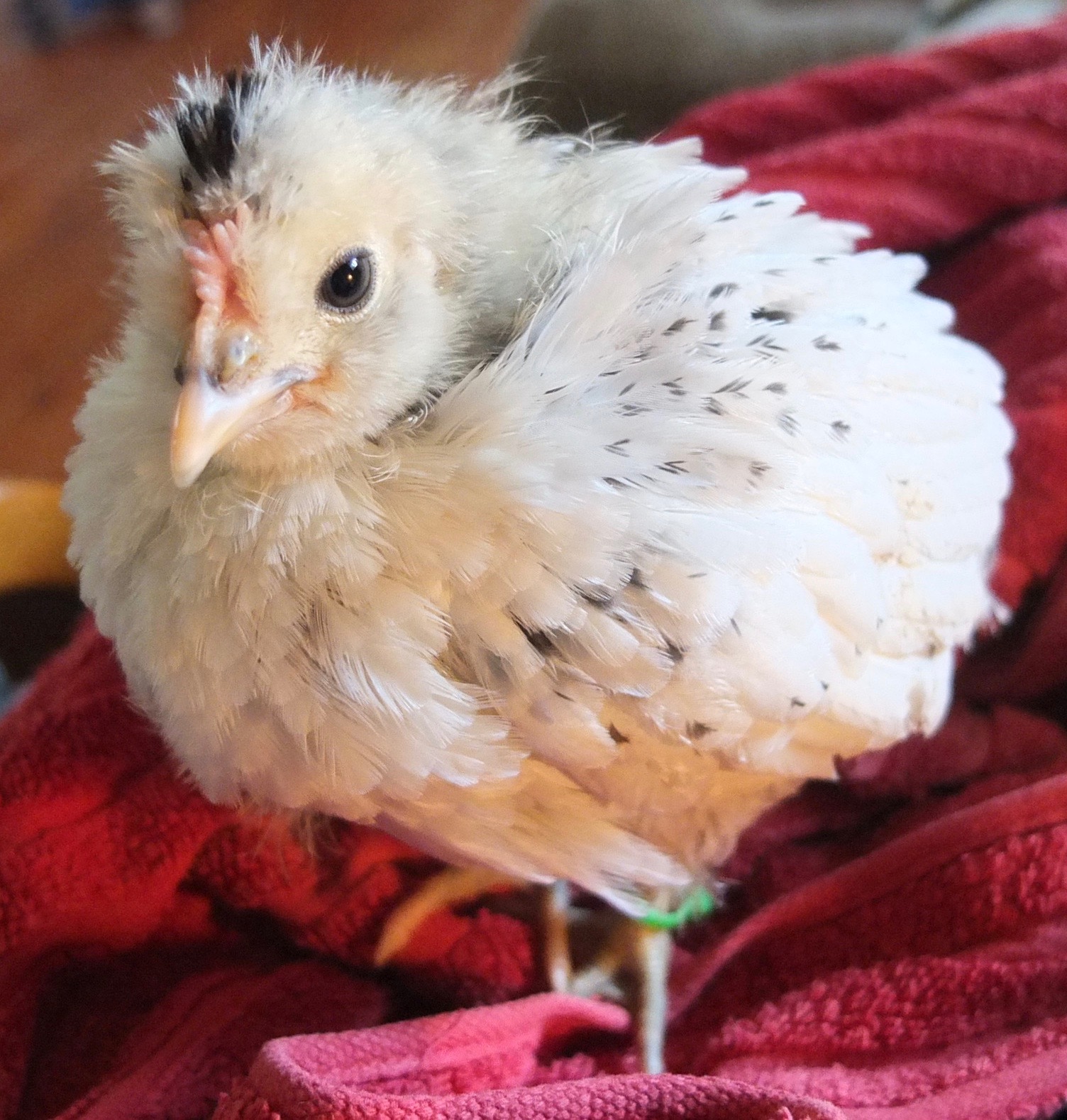 The Funny Farm: When Chick Fever Strikes – Bitchin' Chickens