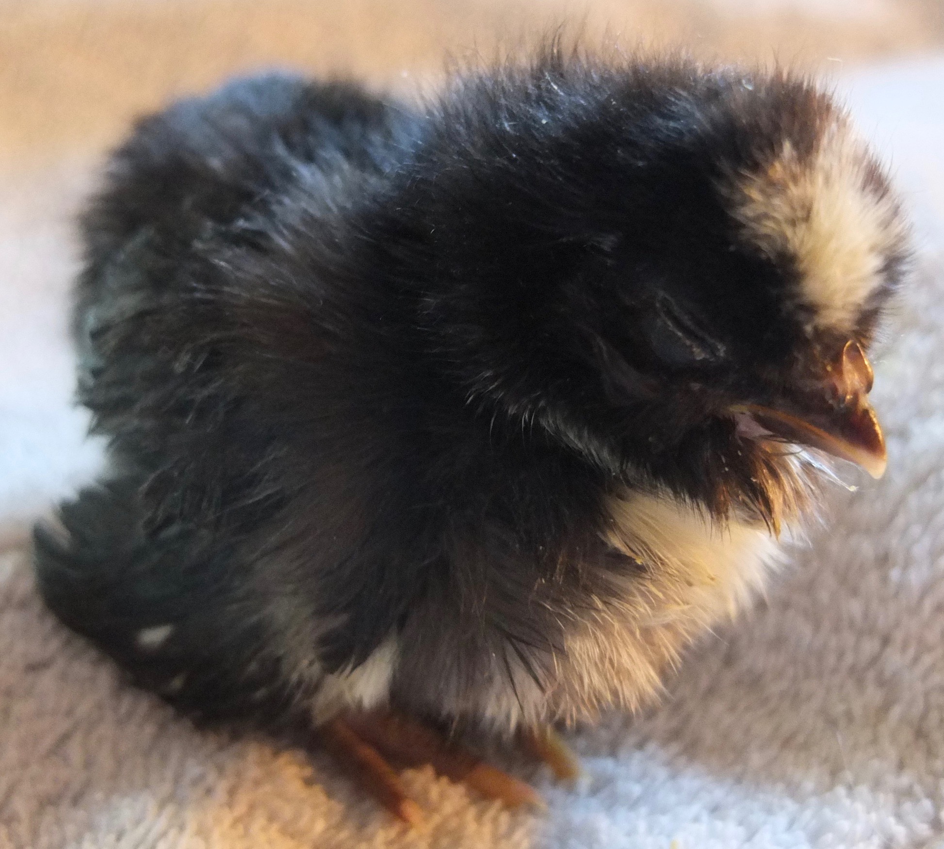 The Funny Farm: When Chick Fever Strikes – Bitchin' Chickens