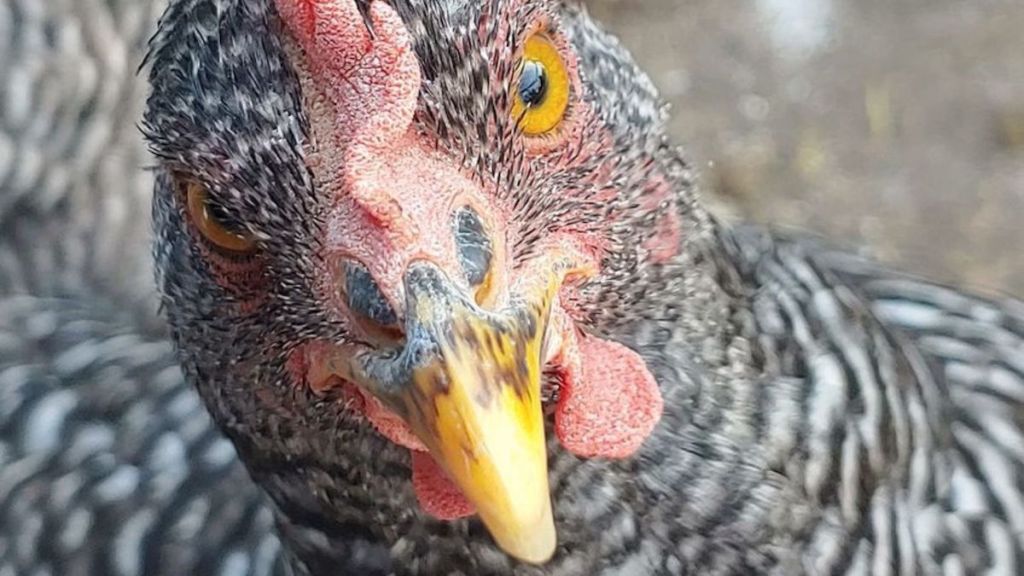 Assessing Eye Issues In Chickens – Bitchin' Chickens