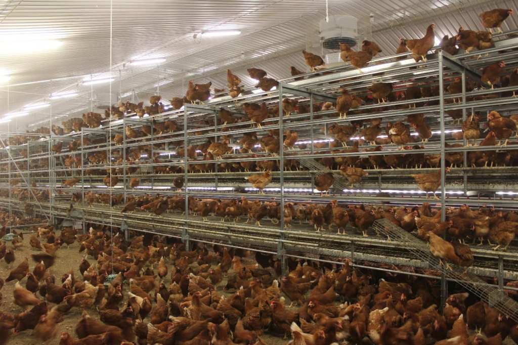 Ex-Battery Hens: A New Lease On Life – Bitchin' Chickens