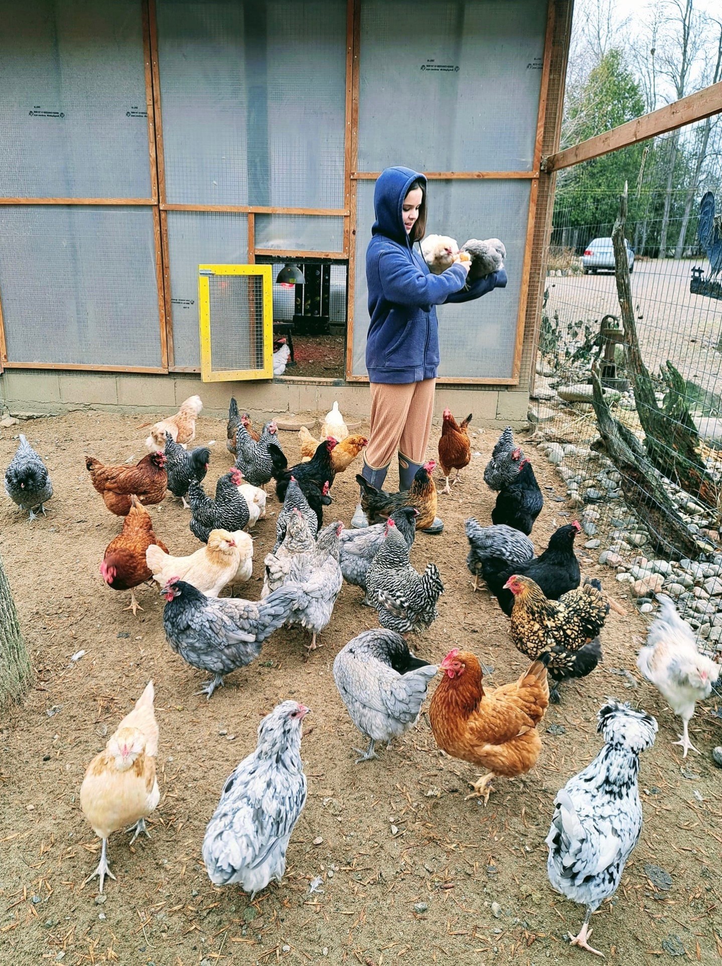 Chicken Coop Compound: When A Family Goes All Out – Bitchin' Chickens