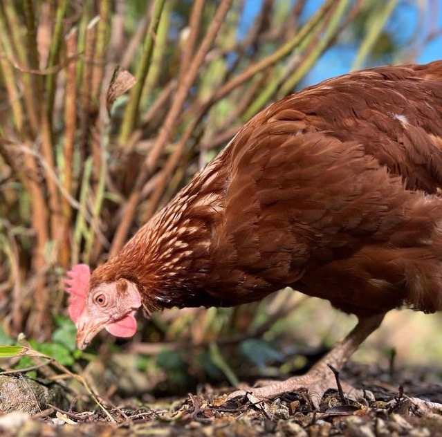 Ex-Battery Hens: A New Lease On Life – Bitchin' Chickens