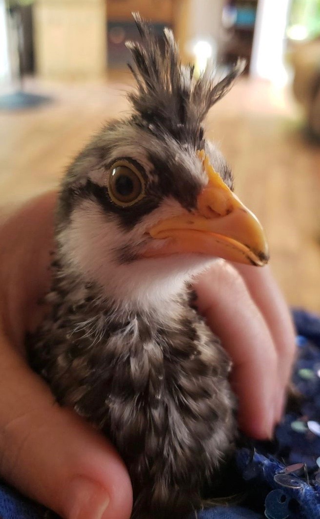 The Funny Farm: When Chick Fever Strikes – Bitchin' Chickens