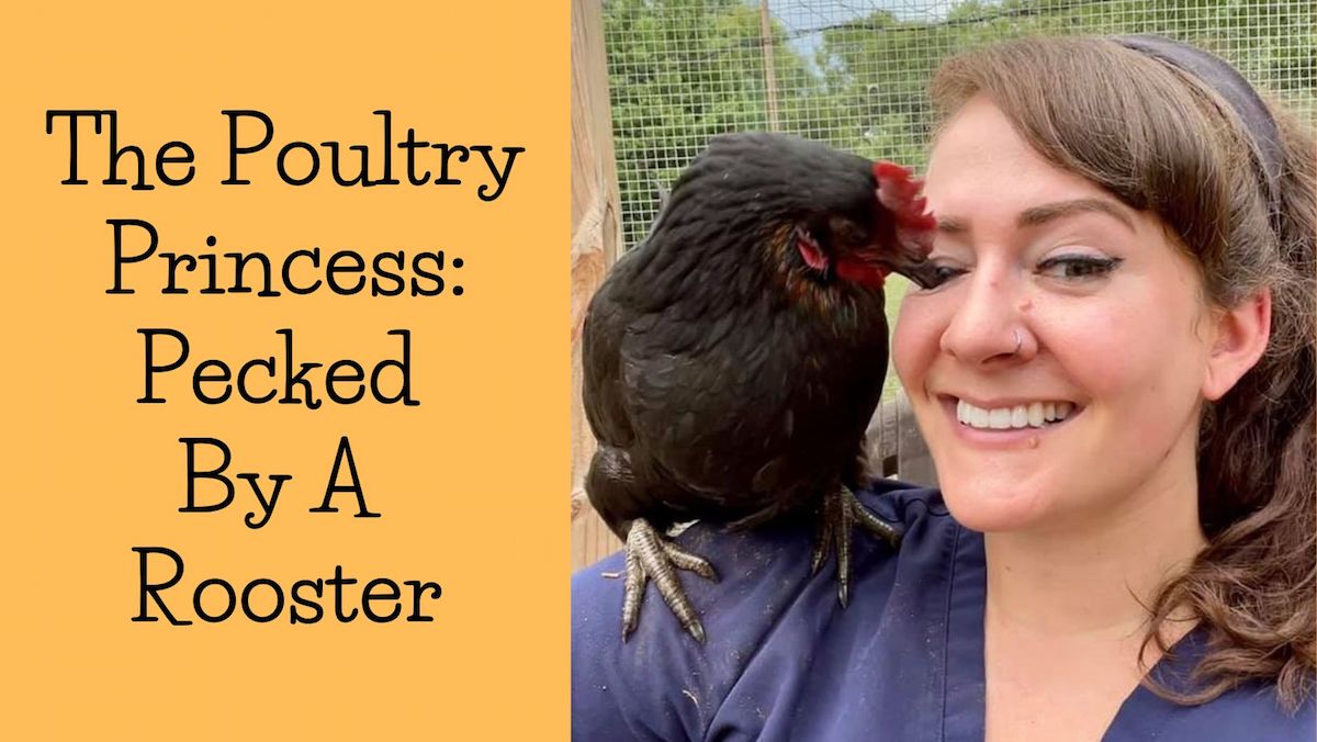 The Poultry Princess: Pecked By A Rooster – Bitchin' Chickens