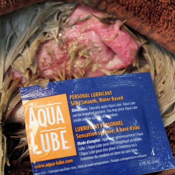 Case Study: Prolapsed Vent – Bitchin' Chickens