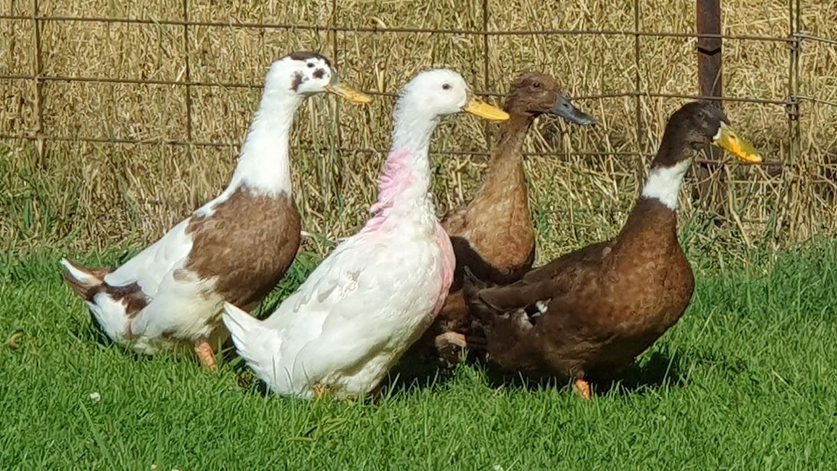 Case Study: Fox Attack – Bitchin' Chickens