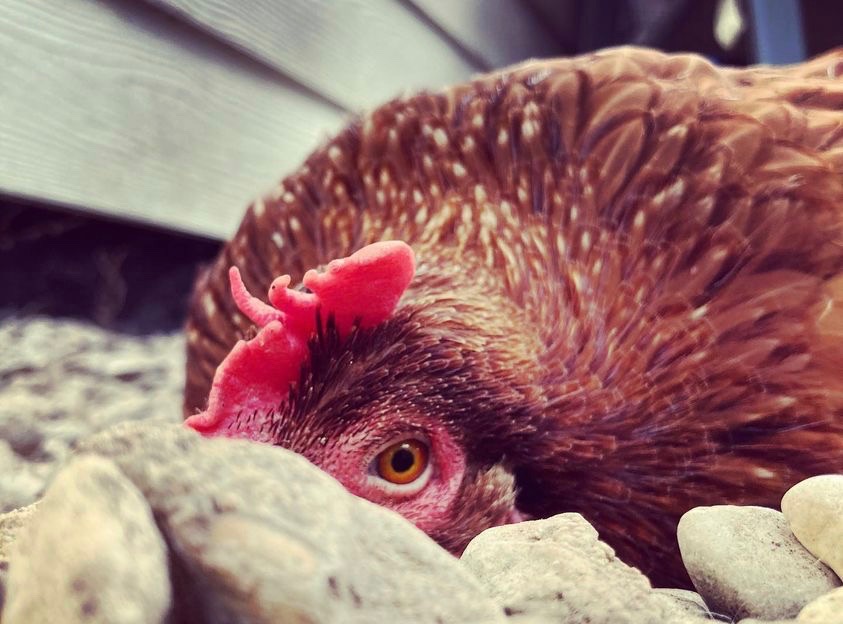 Ex-Battery Hens: A New Lease On Life – Bitchin' Chickens