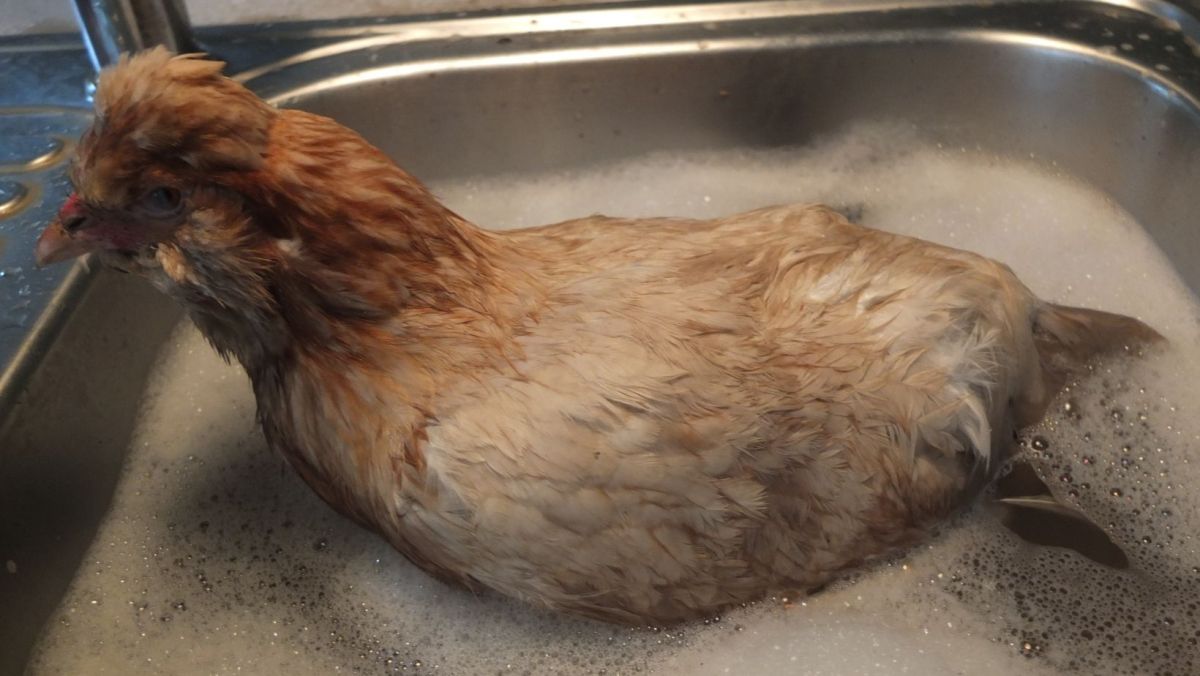 Case Study: Prolapsed Vent – Bitchin' Chickens